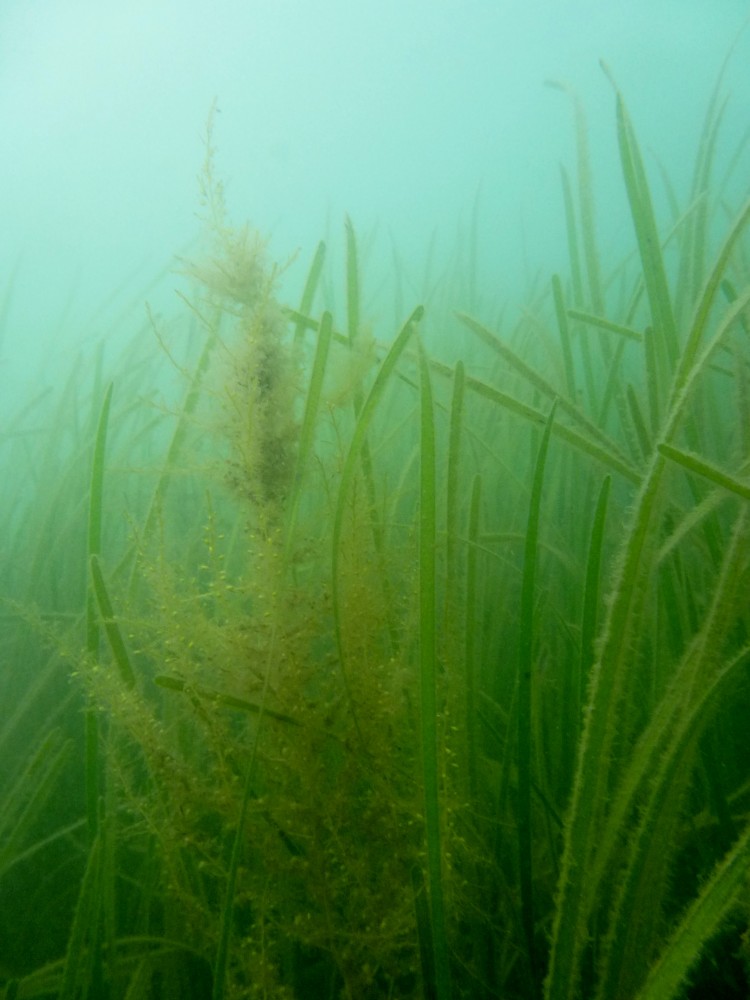 Seagrass Spotted in United Kingdom - SeagrassSpotter