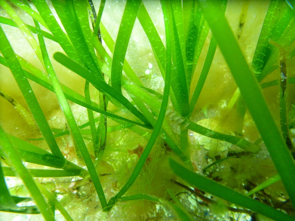 Seagrass Spotted in United Kingdom - SeagrassSpotter