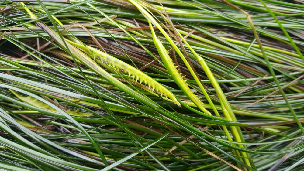 Seagrass Spotted in United States - SeagrassSpotter
