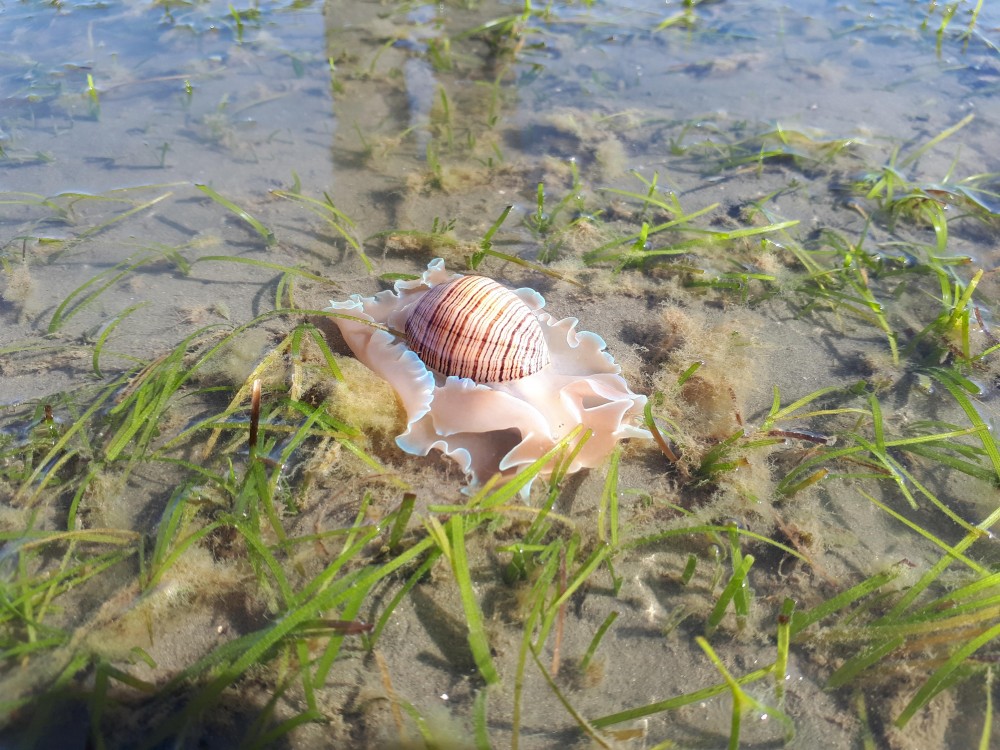 Seagrass Spotted in Australia - SeagrassSpotter