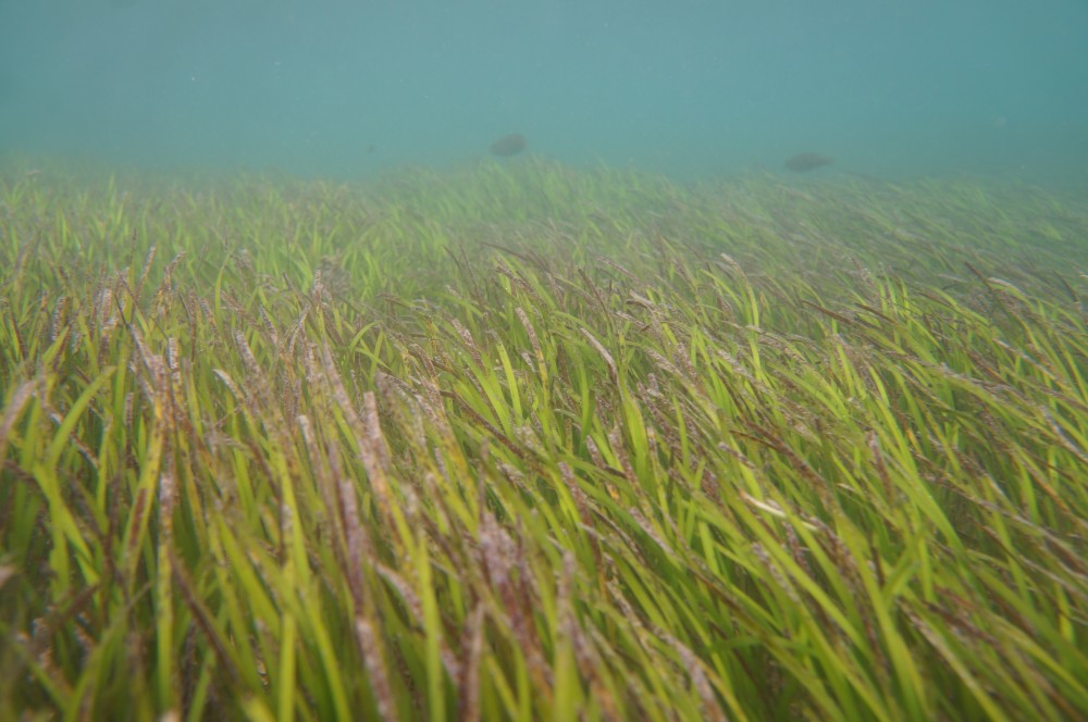 Seagrass Spotted in Fiji - SeagrassSpotter