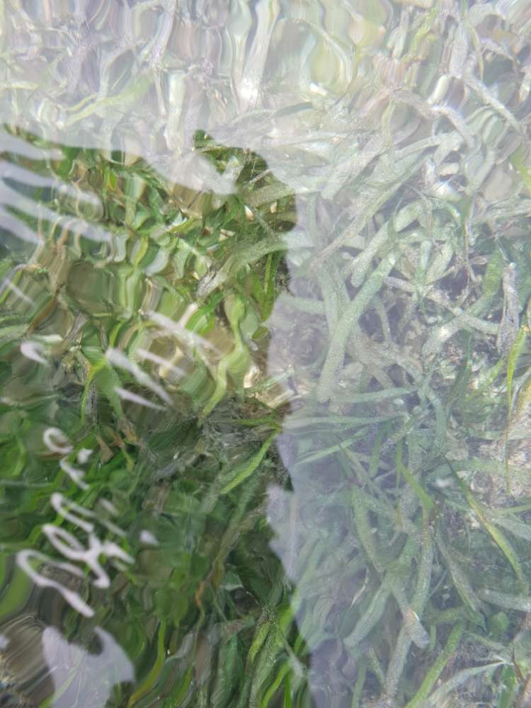 Seagrass Spotted in Indonesia - SeagrassSpotter