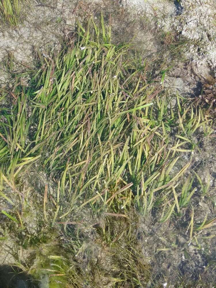 Seagrass Spotted in Philippines - SeagrassSpotter