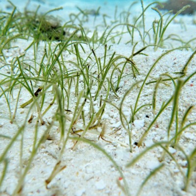 Seagrass Spotted in Maldives - SeagrassSpotter