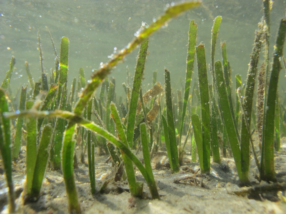 Seagrass Spotted in Mozambique - SeagrassSpotter