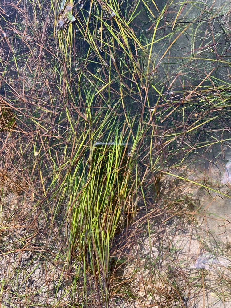 Seagrass Spotted in Philippines - SeagrassSpotter
