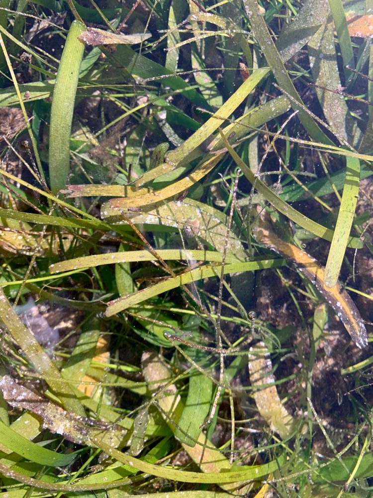 Seagrass Spotted in Philippines - SeagrassSpotter