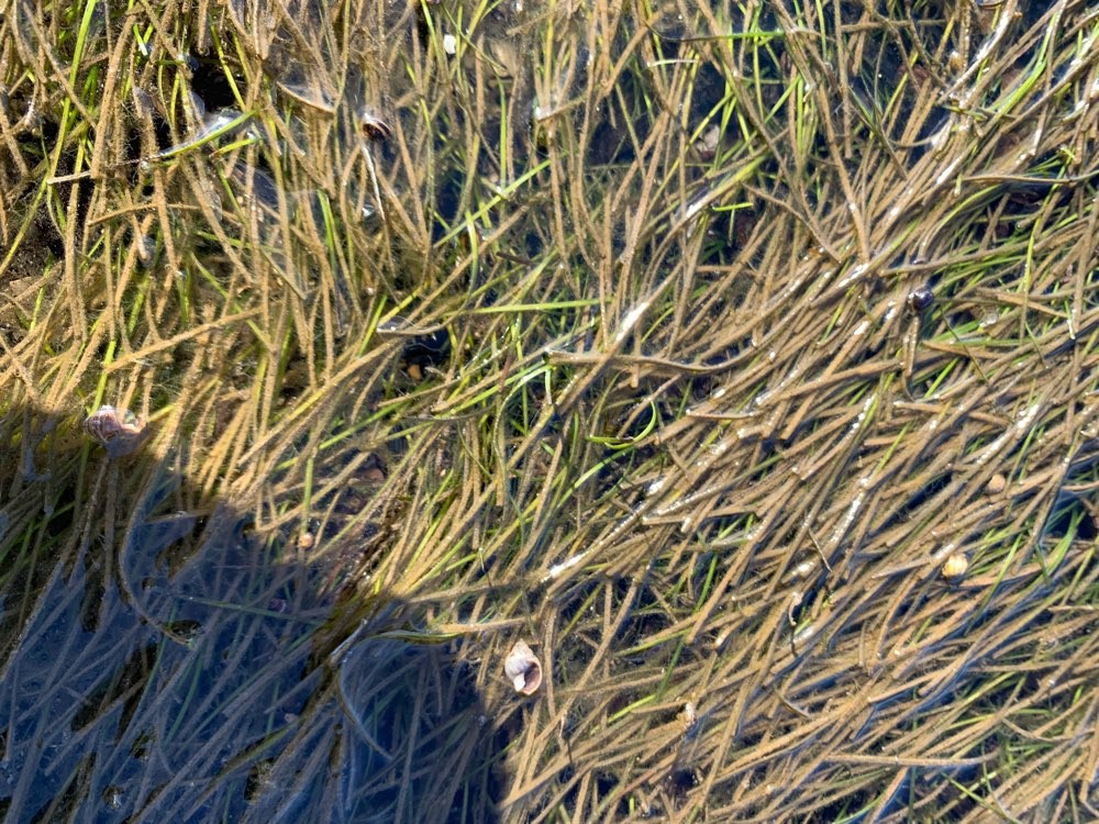 Seagrass Spotted in Philippines - SeagrassSpotter
