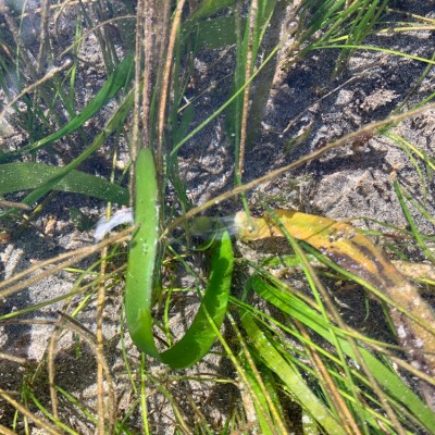 Syringodium isoetifolium seagrass has been spotted!