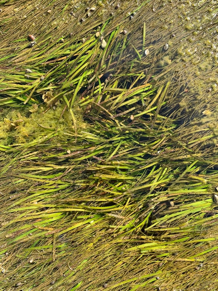 Seagrass Spotted in Philippines - SeagrassSpotter