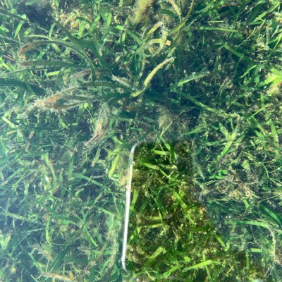 Cymodocea rotundata seagrass has been spotted!