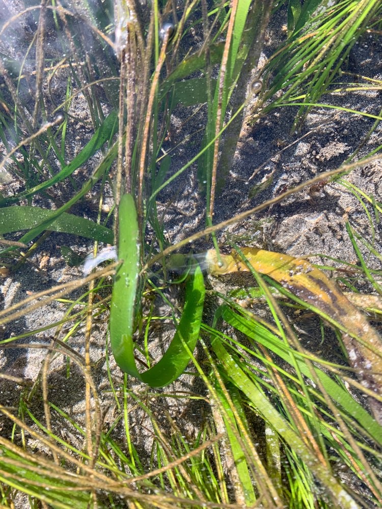 Seagrass Spotted in Philippines - SeagrassSpotter