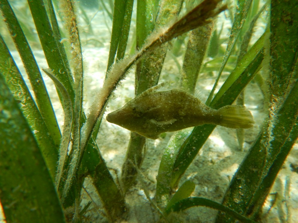 Seagrass Spotted in Indonesia - SeagrassSpotter