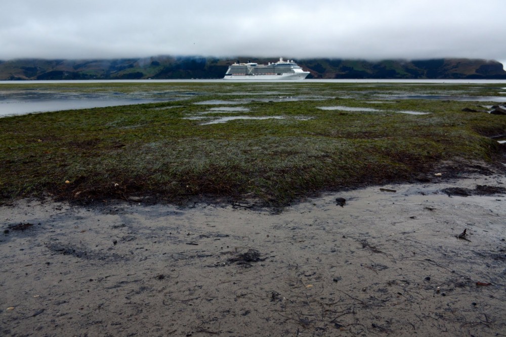 Seagrass Spotted in New Zealand - SeagrassSpotter