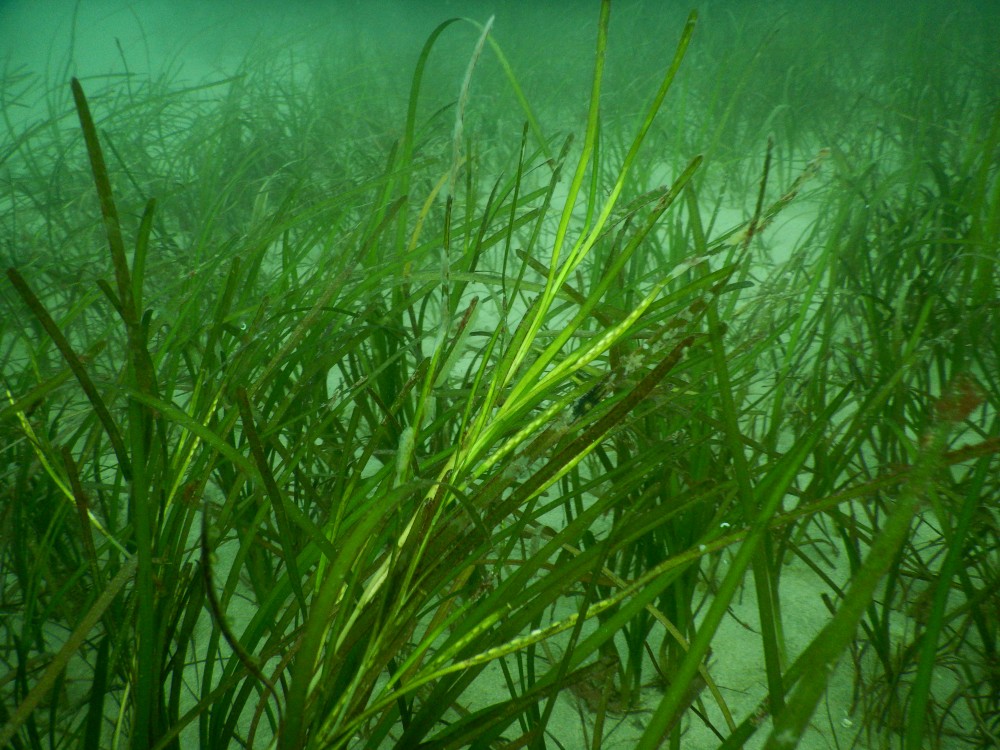 Seagrass Spotted in United Kingdom - SeagrassSpotter