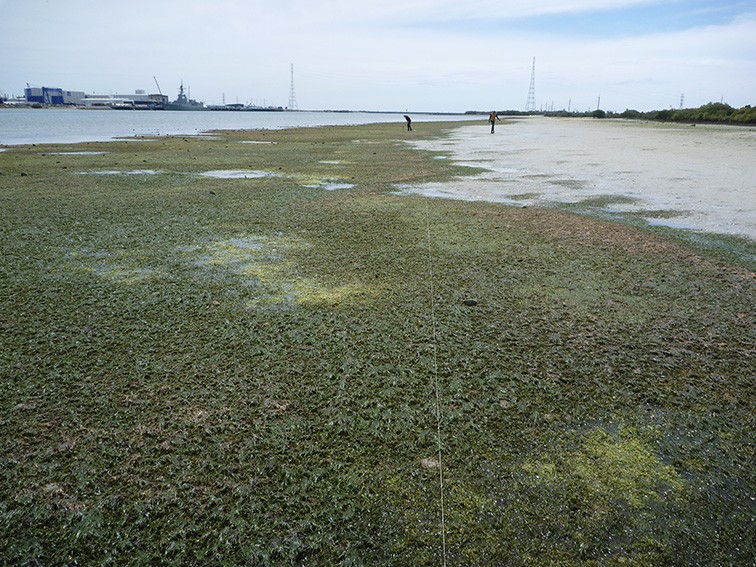 Seagrass Spotted in Australia - SeagrassSpotter