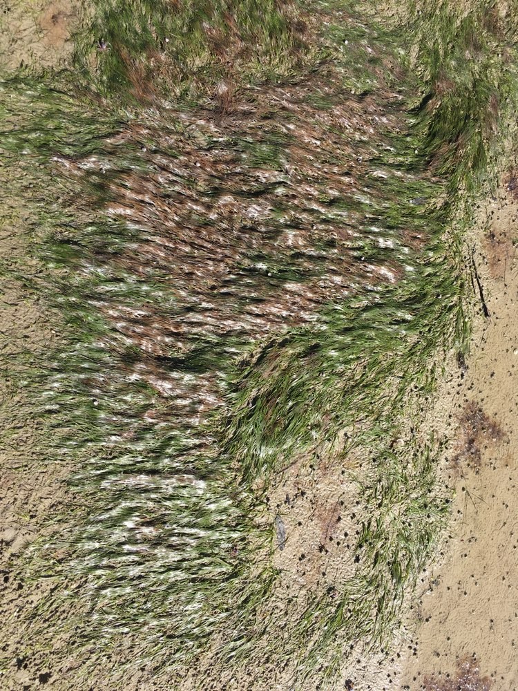 Seagrass Spotted in Australia - SeagrassSpotter
