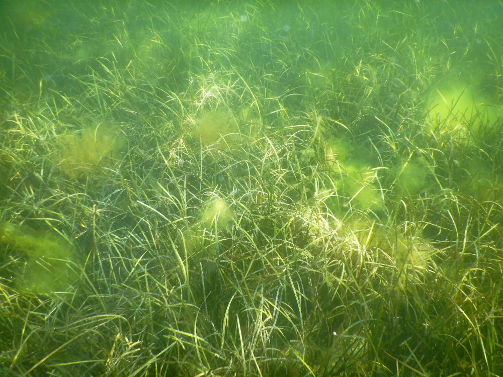 Seagrass Spotted in France - SeagrassSpotter