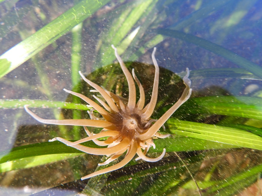 Seagrass Spotted in United Kingdom - SeagrassSpotter