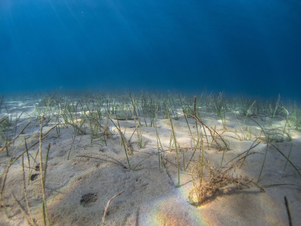 Seagrass Spotted in Greece - SeagrassSpotter