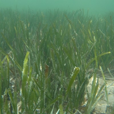 Seagrass Spotted in Maldives - SeagrassSpotter