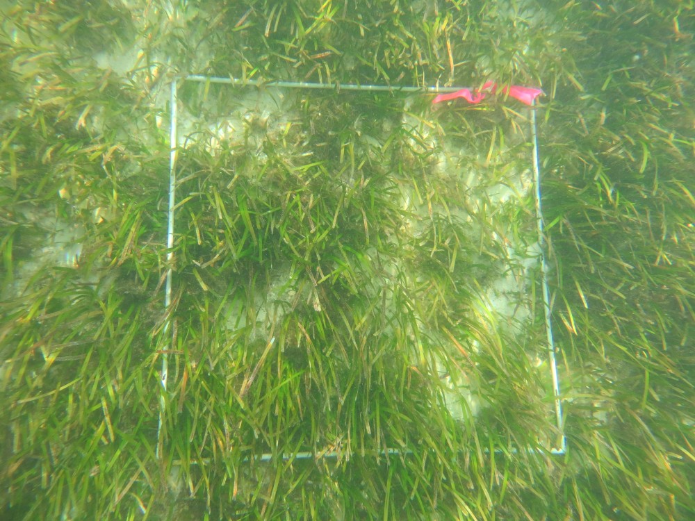 Seagrass Spotted in Maldives - SeagrassSpotter