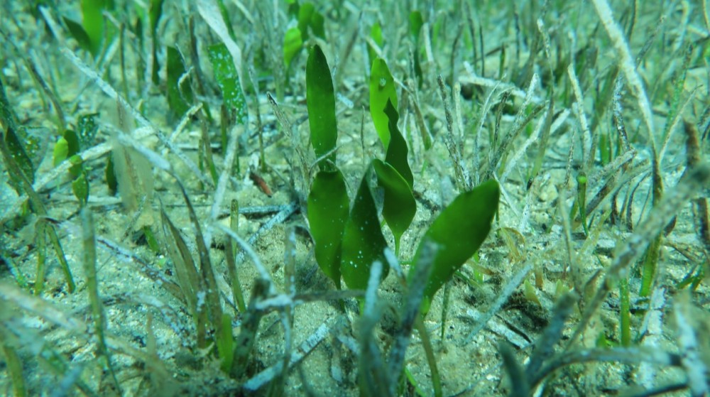 Seagrass Spotted in Greece - SeagrassSpotter