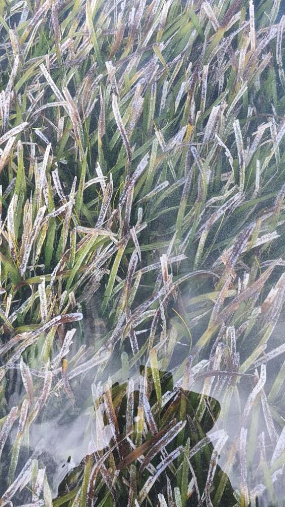 Seagrass Spotted in Puerto Rico - SeagrassSpotter