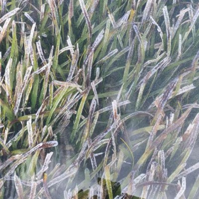 Syringodium filiforme seagrass has been spotted!