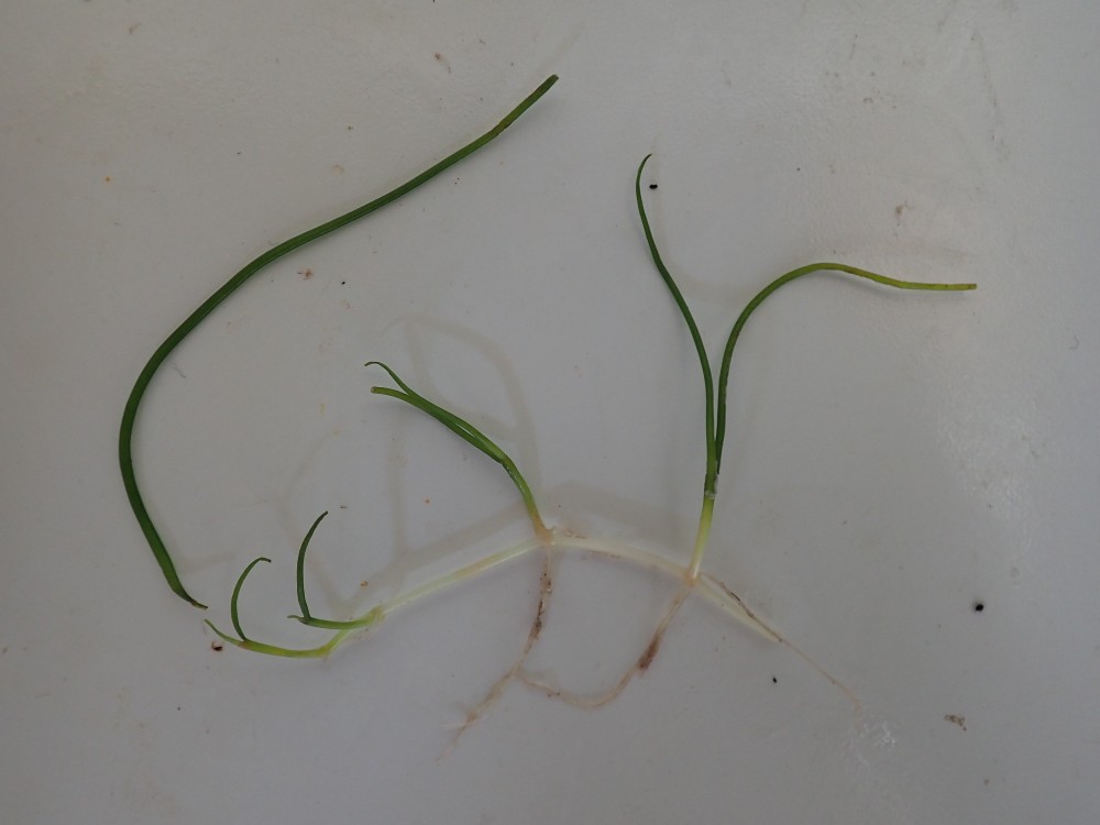 Seagrass Spotted in Maldives - SeagrassSpotter