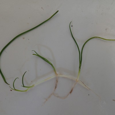 Seagrass Spotted in Maldives - SeagrassSpotter