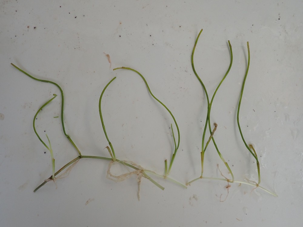 Seagrass Spotted in Maldives - SeagrassSpotter