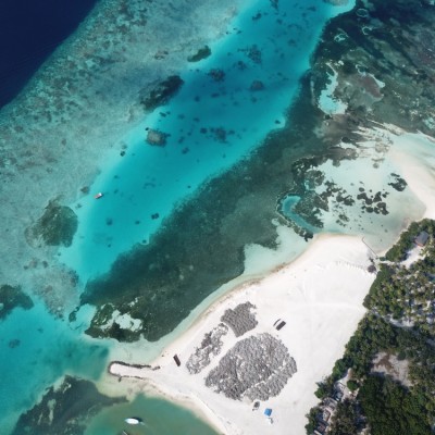 Cymodocea rotundata seagrass has been spotted!