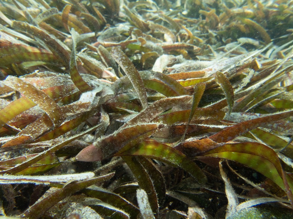 Seagrass Spotted in Maldives - SeagrassSpotter