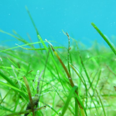 Seagrass Spotted in Maldives - SeagrassSpotter