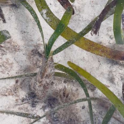 Seagrass Spotted in Kenya - SeagrassSpotter