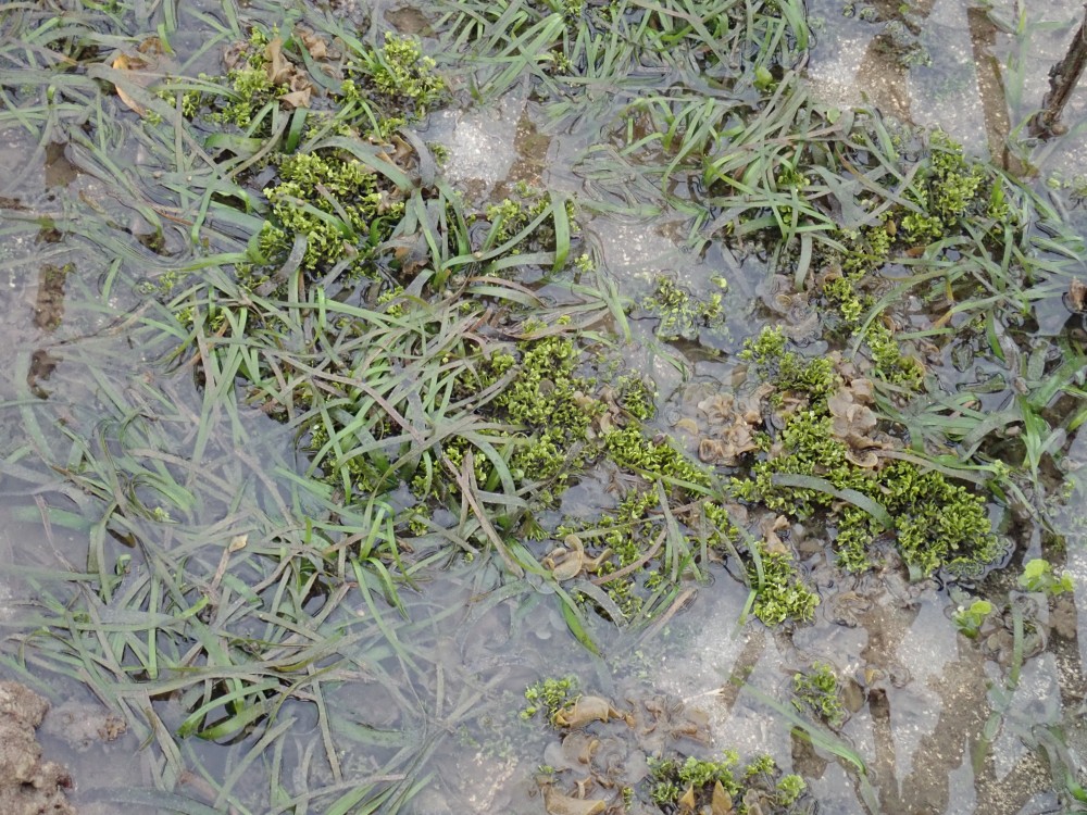 Seagrass Spotted in Philippines - SeagrassSpotter