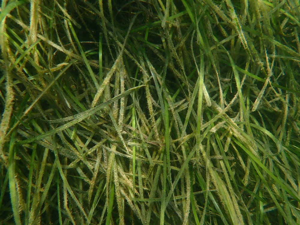Seagrass Spotted in United Kingdom - SeagrassSpotter