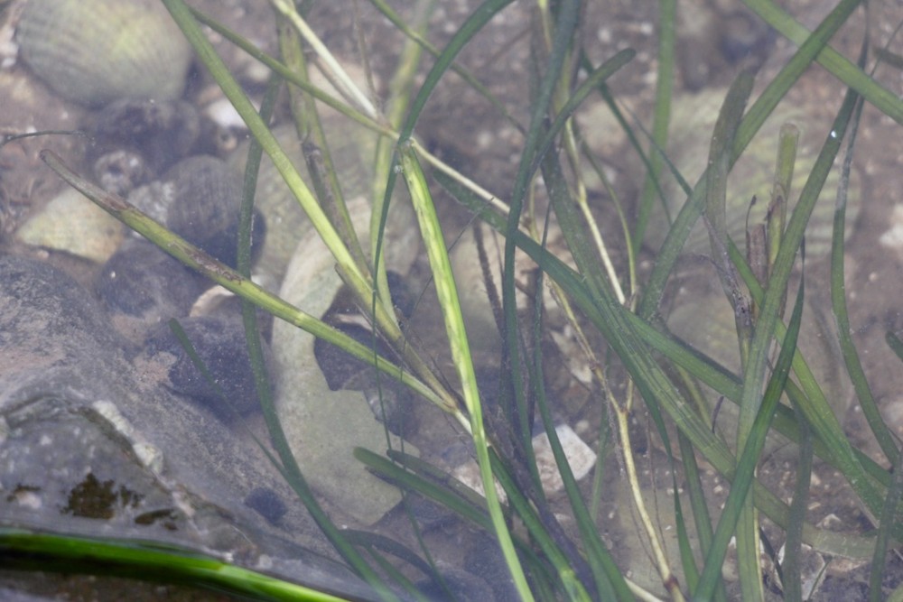 Seagrass Spotted in United Kingdom - SeagrassSpotter