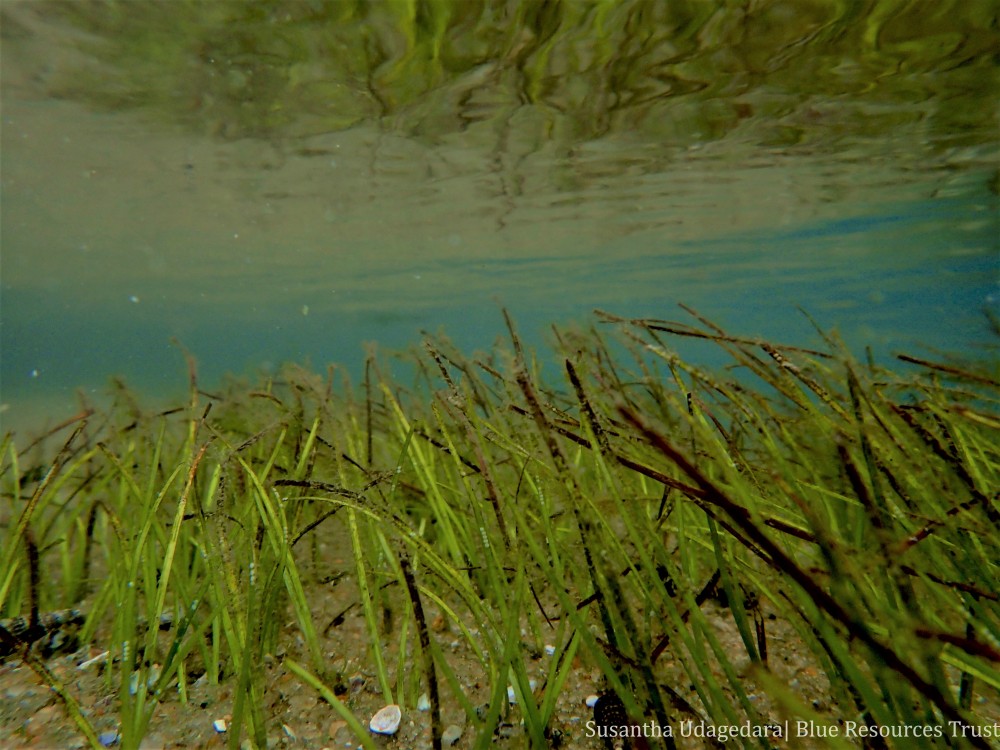 Seagrass Spotted in Sri Lanka - SeagrassSpotter