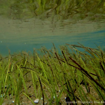 Seagrass Spotted in Sri Lanka - SeagrassSpotter