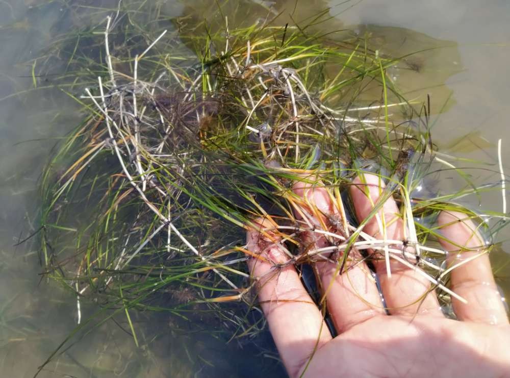 Seagrass Spotted in India - SeagrassSpotter