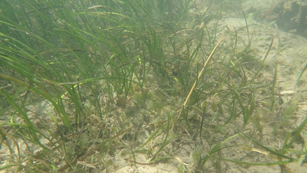 Seagrass Spotted in South Africa - SeagrassSpotter