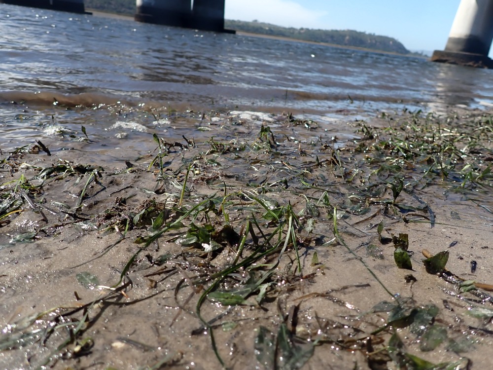 Seagrass Spotted in South Africa - SeagrassSpotter