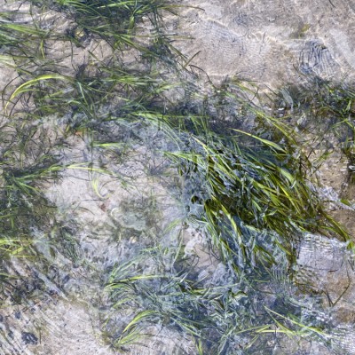 Zostera noltii seagrass has been spotted!