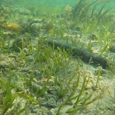 Seagrass Spotted in Australia - SeagrassSpotter