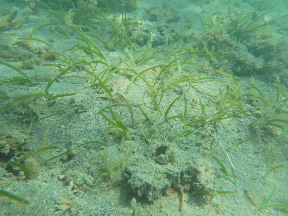 Seagrass Spotted in Australia - SeagrassSpotter