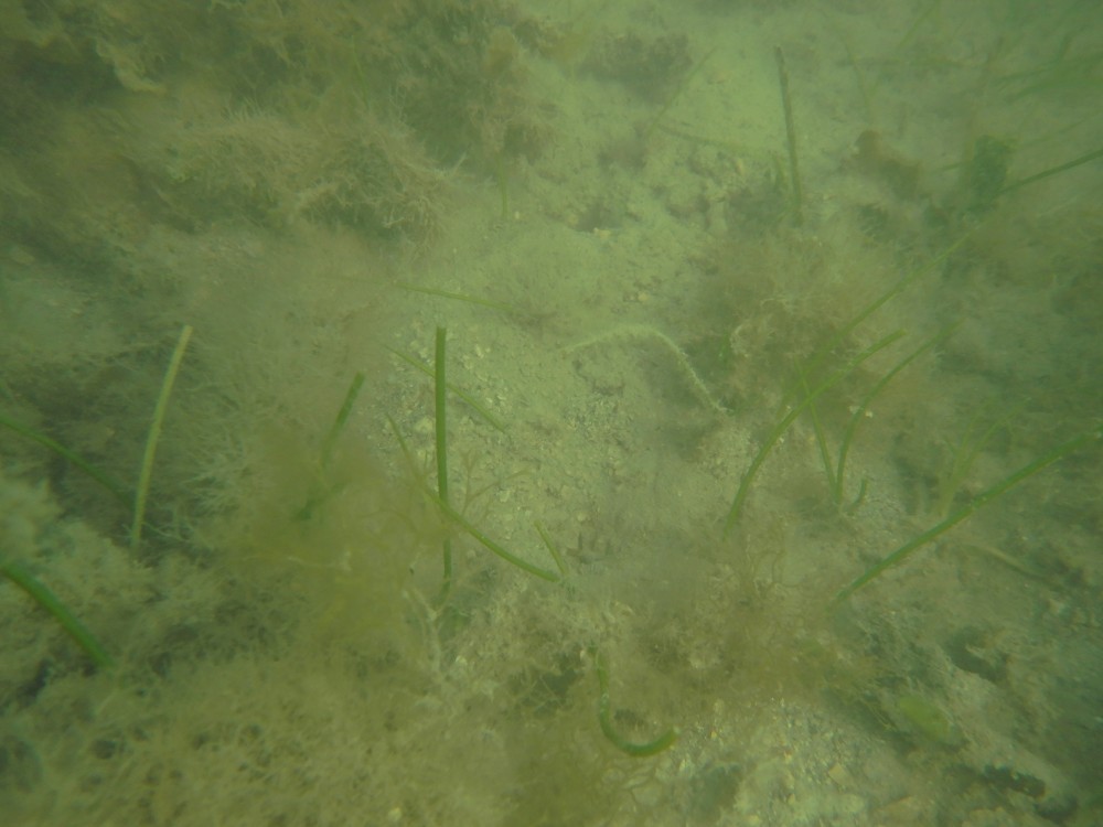 Seagrass Spotted in Australia - SeagrassSpotter