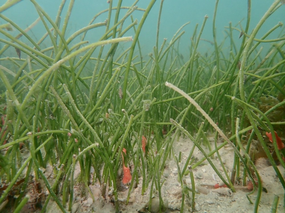 Seagrass Spotted in Mauritius - SeagrassSpotter