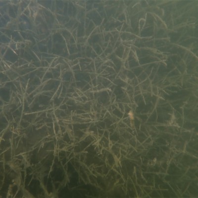 Seagrass Spotted in Mauritius - SeagrassSpotter